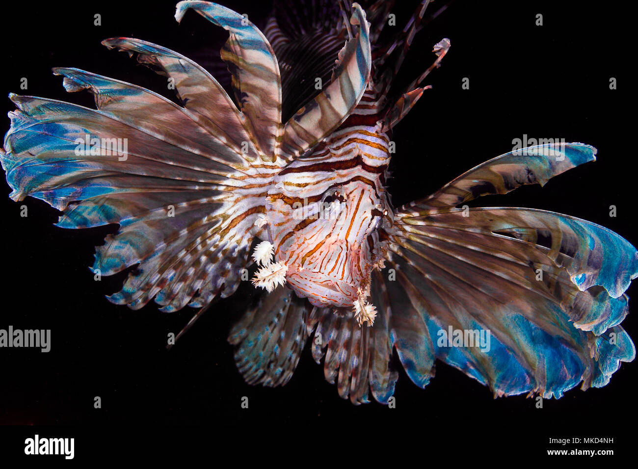 Front view Lionfish (Pterois volitans) by night, Tahiti, French ...
