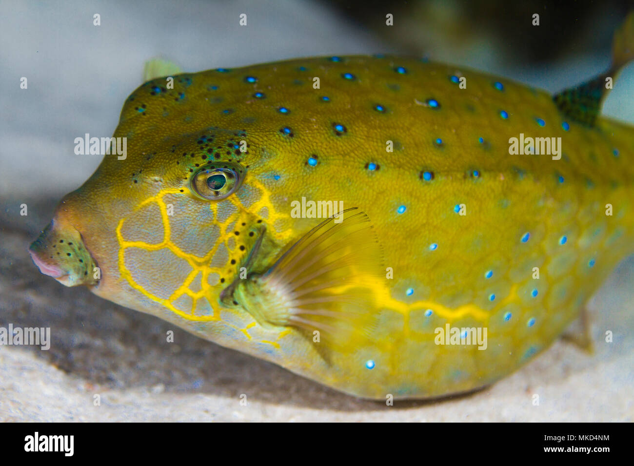 Left side view Yellow Boxfish (Ostracion cubicus), Tahiti, French ...