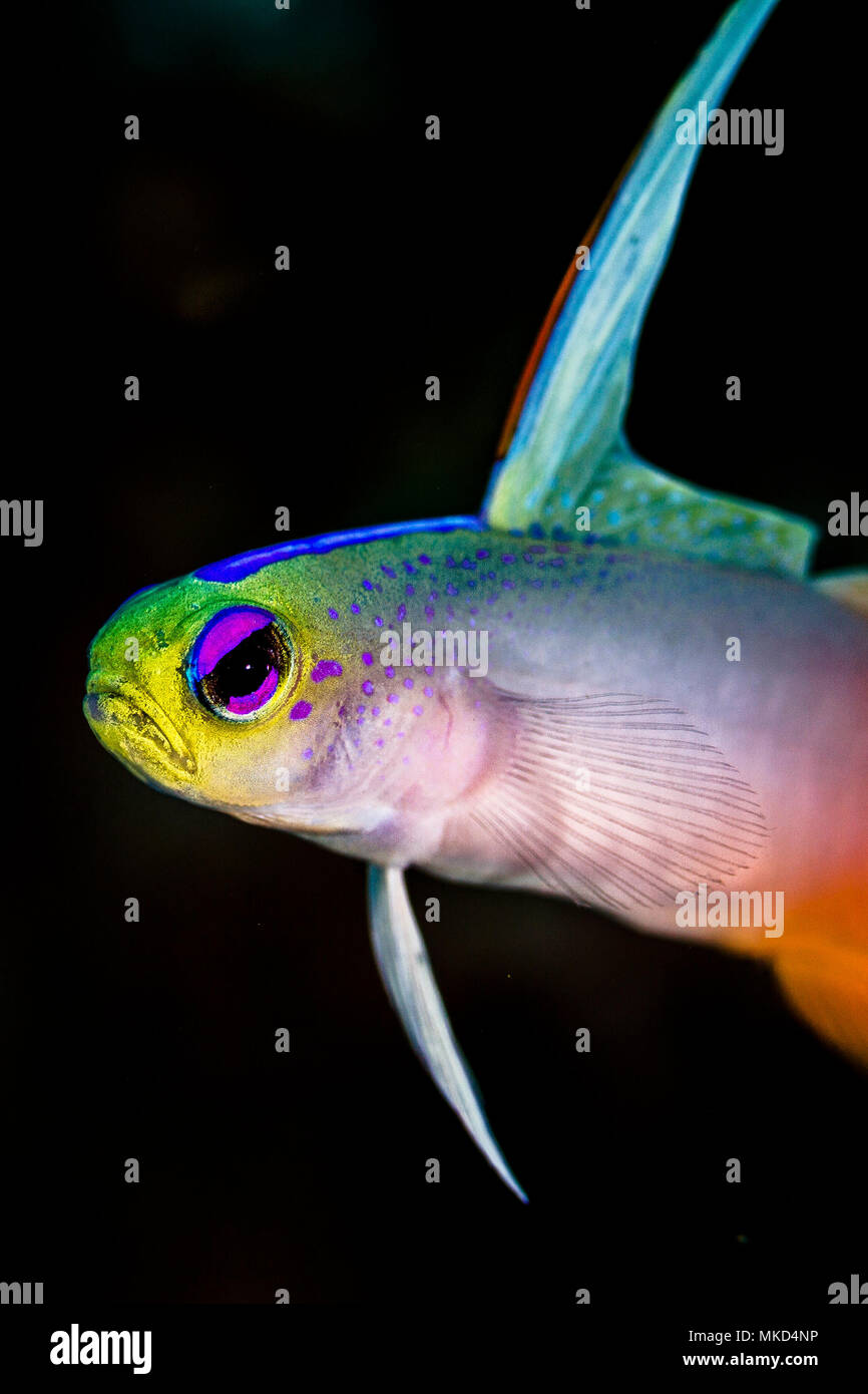 Close left side view Fire Dartfish (Nemateleotris magnifica), Tahiti ...