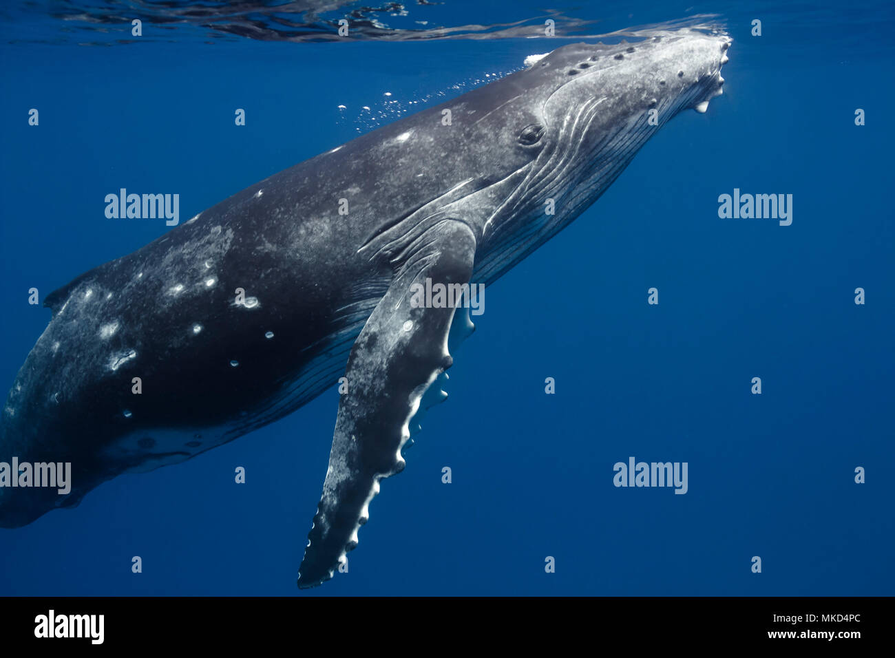Close right side view young Humpback whale (Megaptera novaeangliae ...