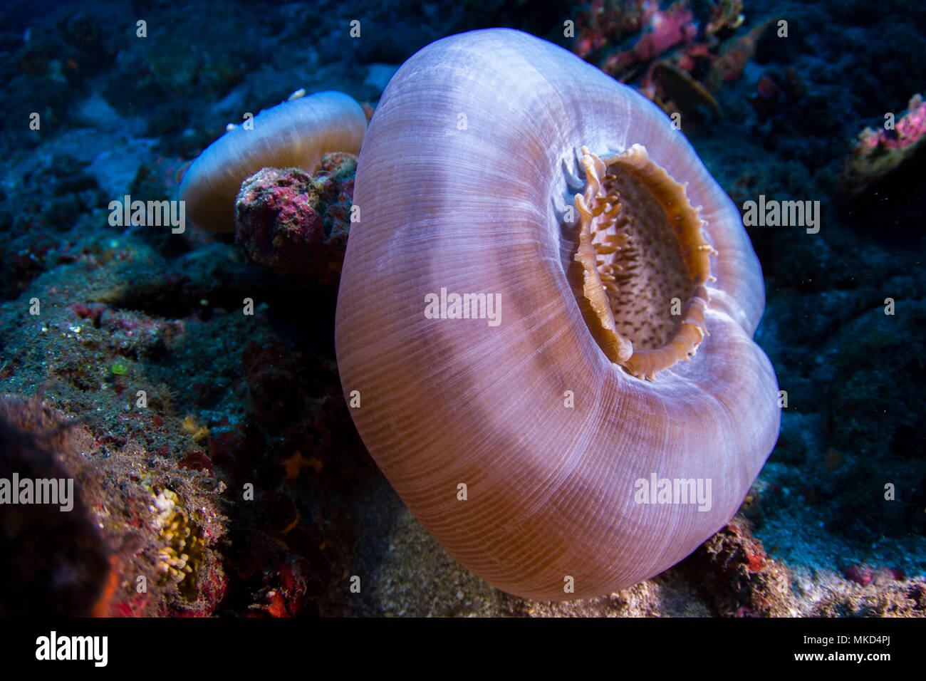 Side view Elephant ear Anemone (Amplexidiscus fenestrafer), Tahiti ...