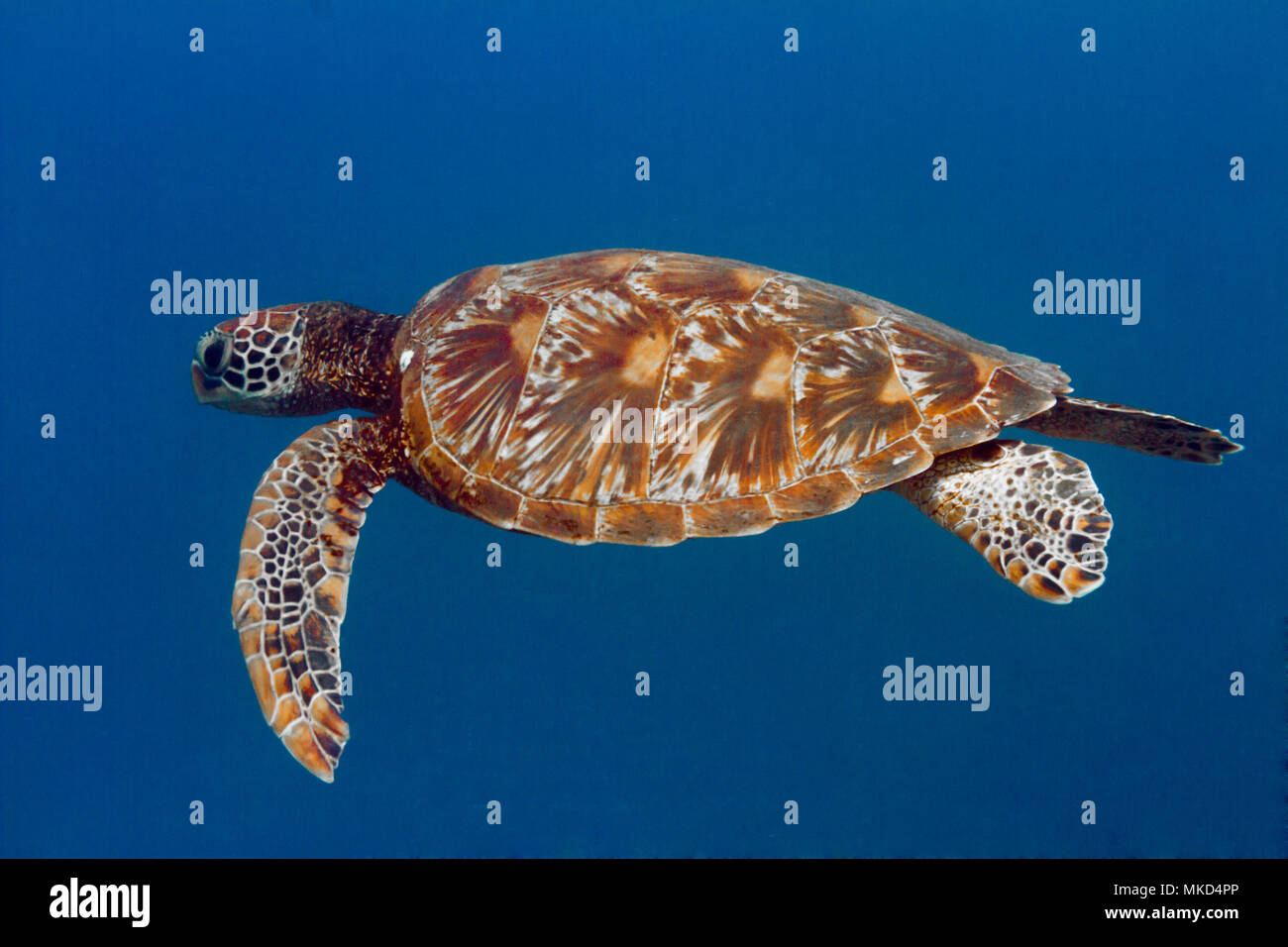 Sea Turtle Side View