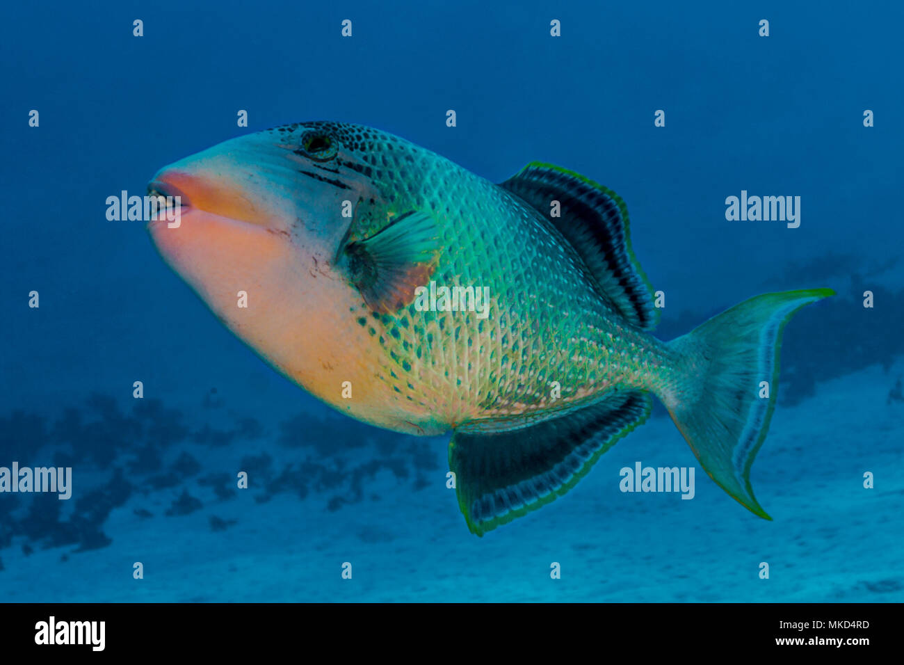 Giant Triggerfish High Resolution Stock Photography and Images - Alamy