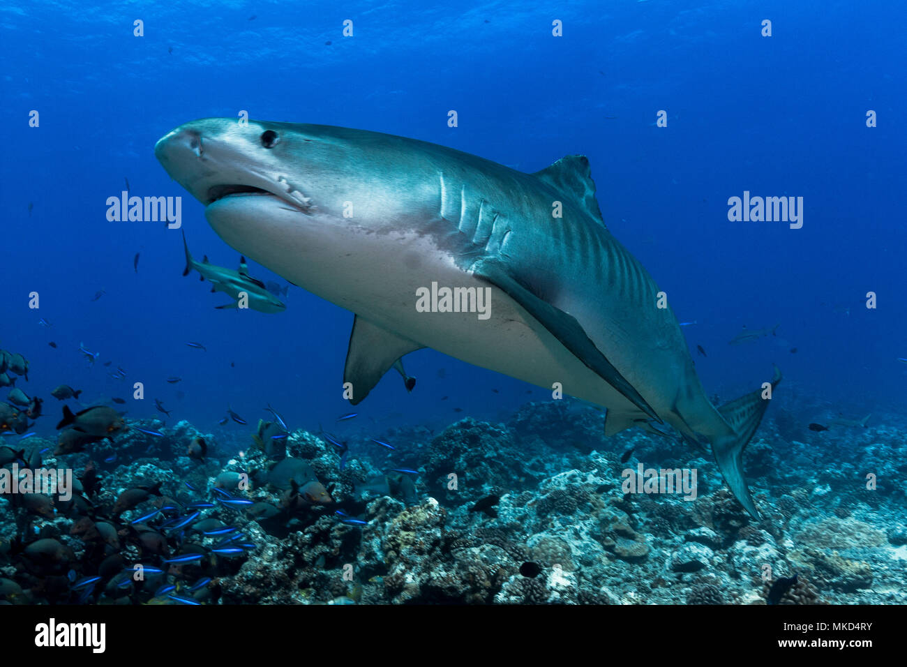 Front view Tiger shark (Galeocerdo cuvier), Tahiti, French Polynesia ...