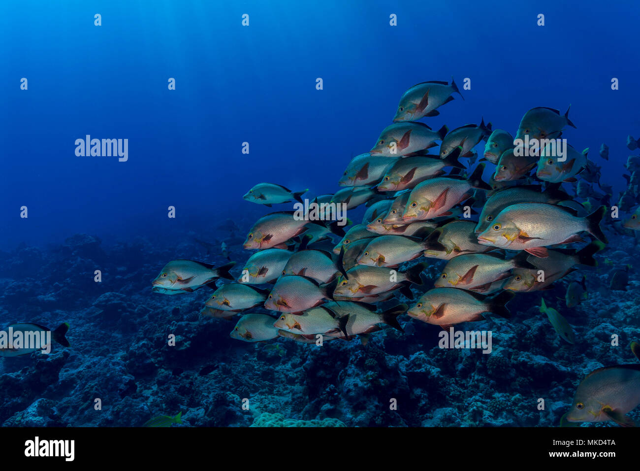 Humpback red snapper lutjanus gibbus hi-res stock photography and ...