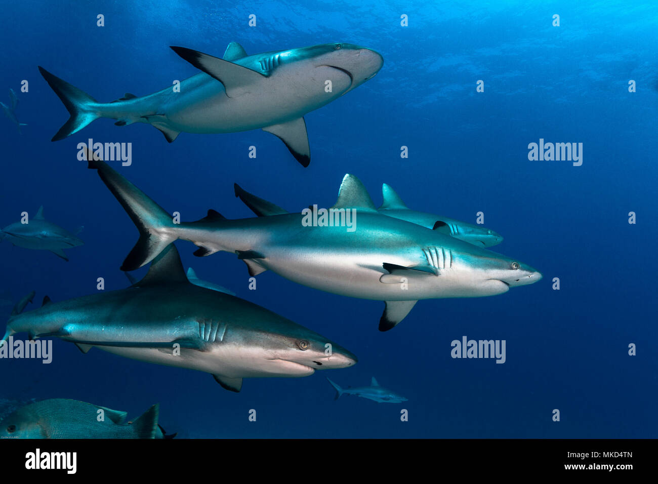 Left side view group of Grey Sharks (Carcharhinus amblyrhynchos ...