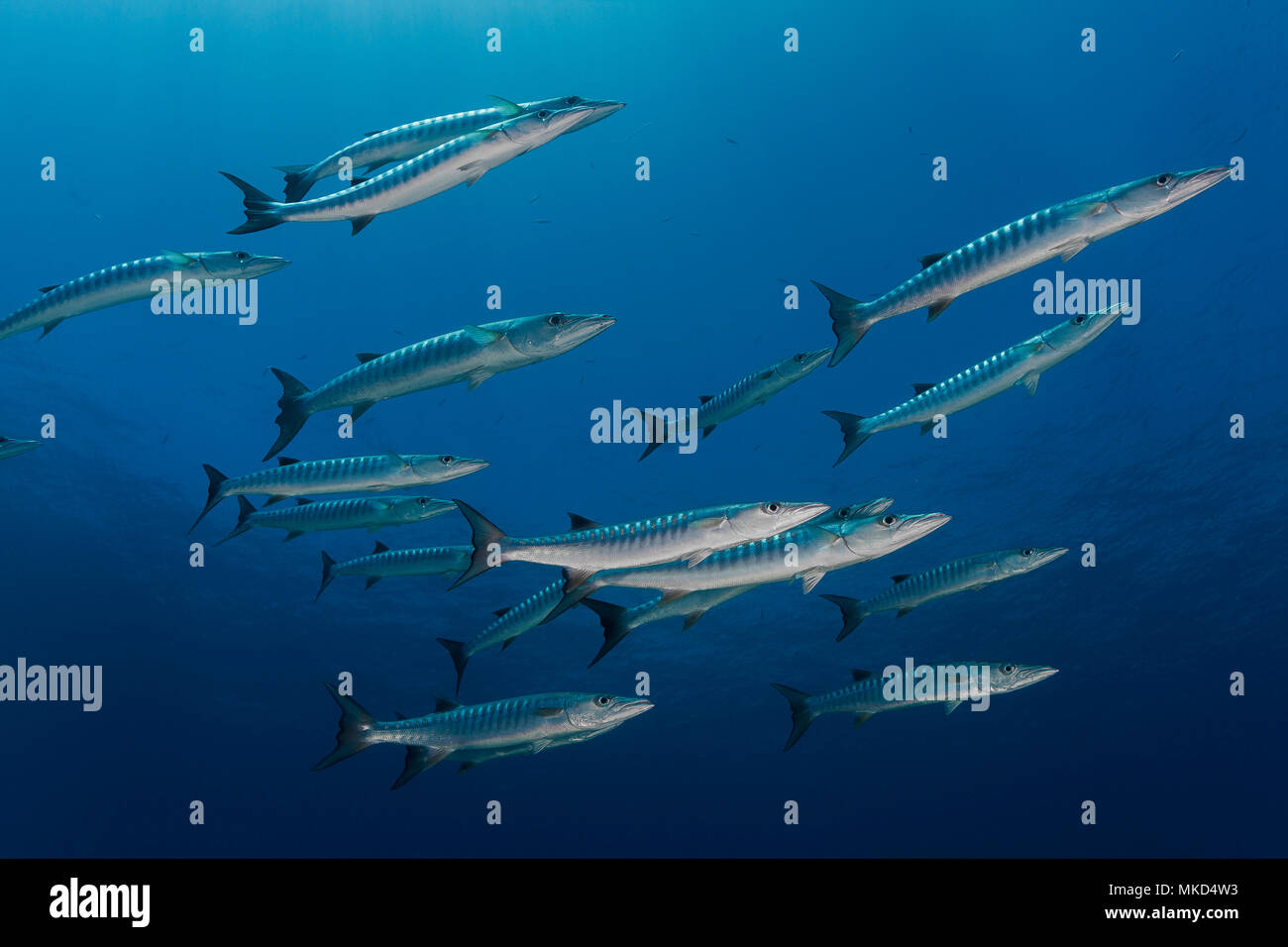 Barracuda sphyraena sp hi-res stock photography and images - Alamy