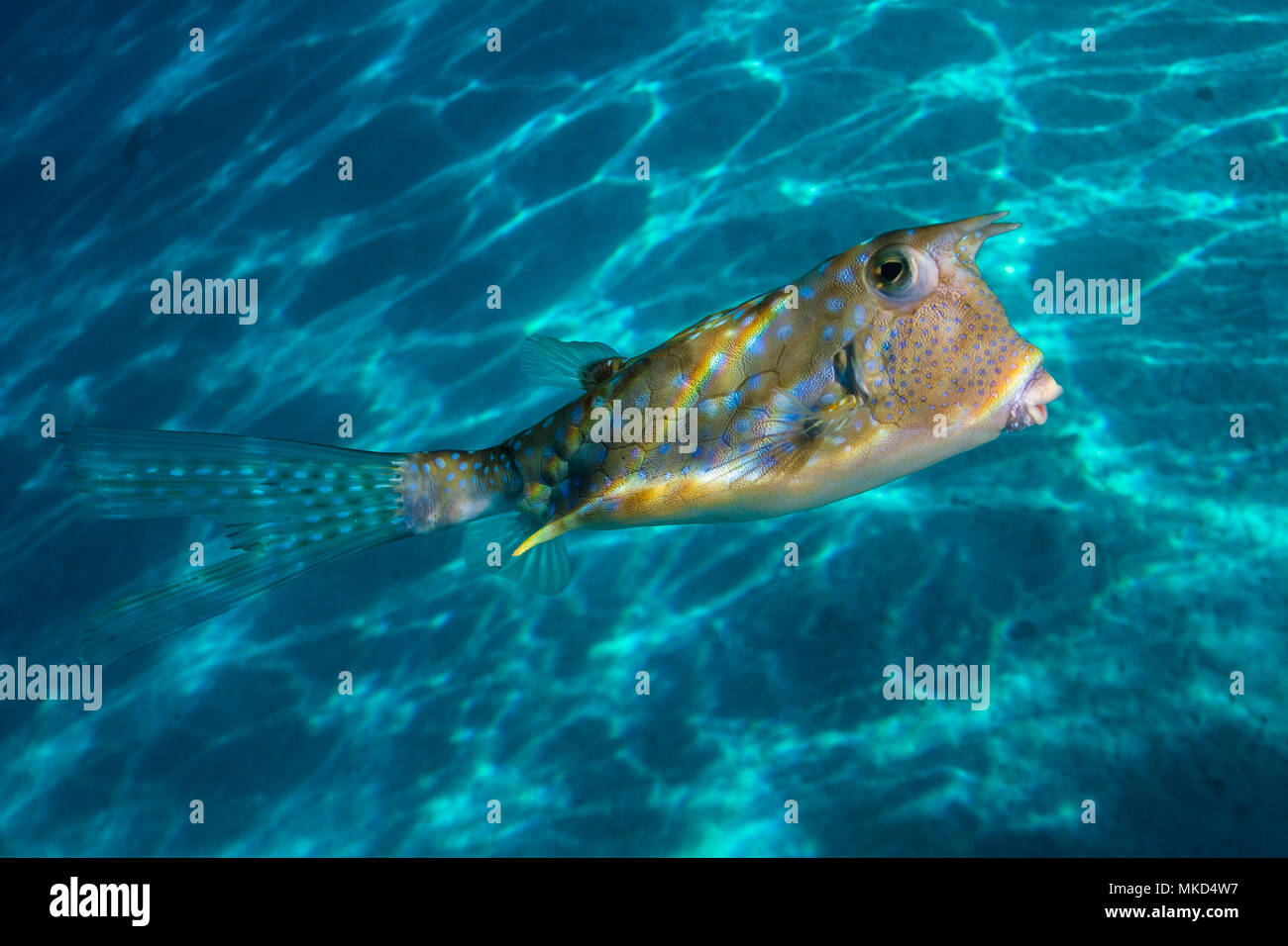 Right side view Longhorn Cowfish (Lactoria cornuta) with rainbow on the ...