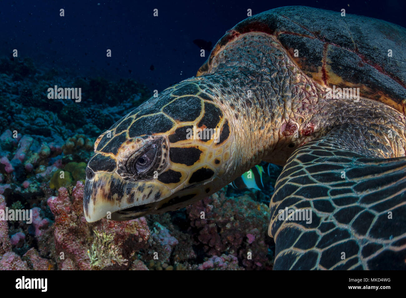 Close right side view head Hawksbill Sea Turtle (Eretmochelys imbricata ...