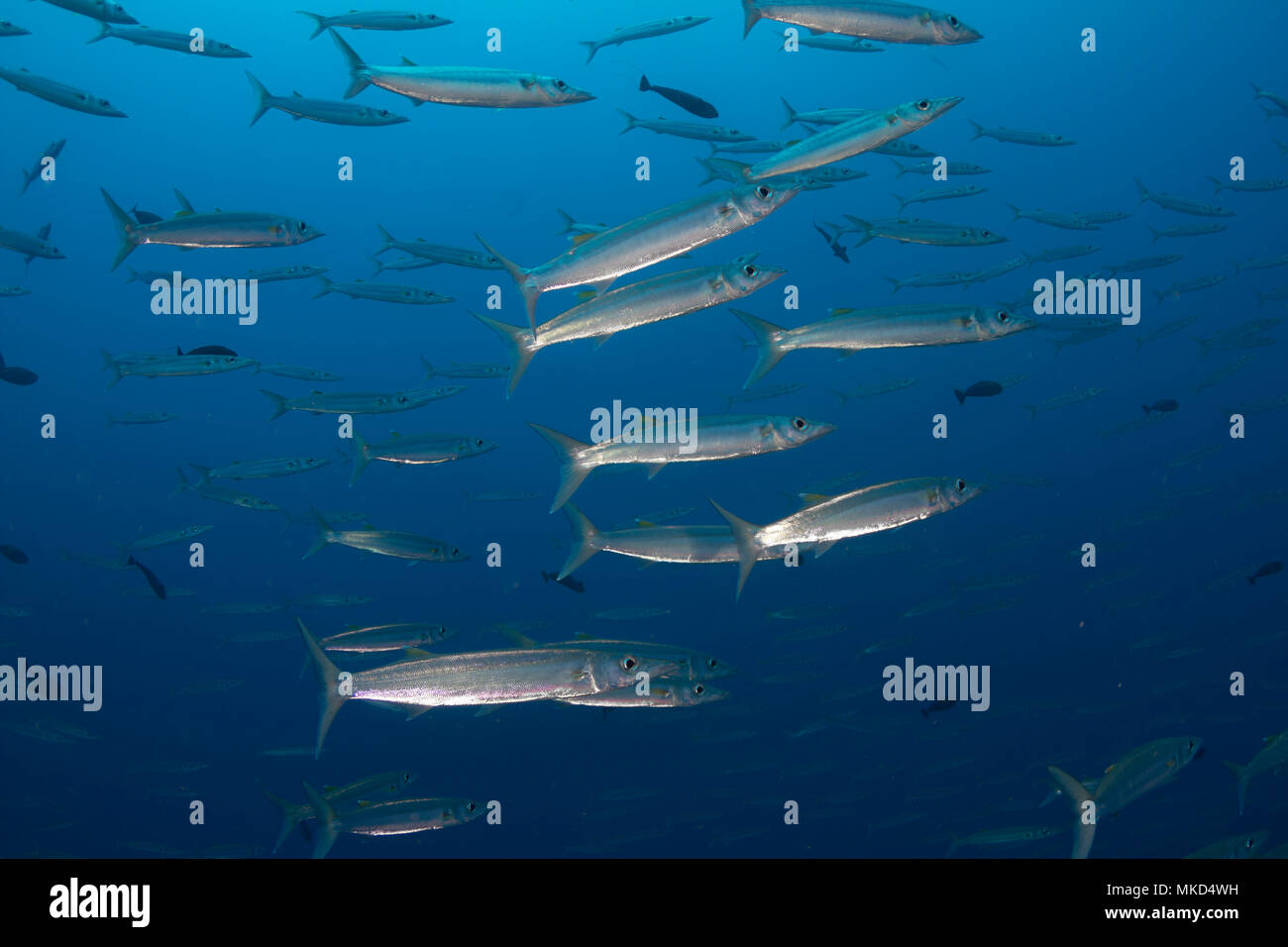 Barracuda sphyraena sp hi-res stock photography and images - Alamy
