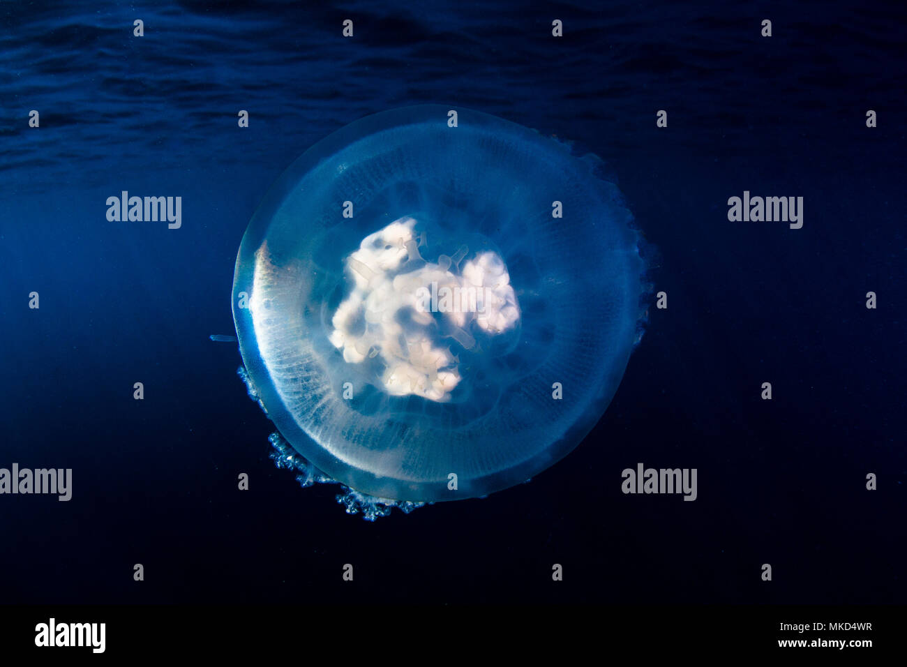 Cephea sp hi-res stock photography and images - Alamy