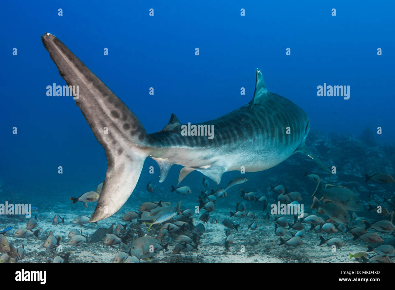 Back view Tiger Shark (Galeocerdo cuvier) swimming above the bottom ...