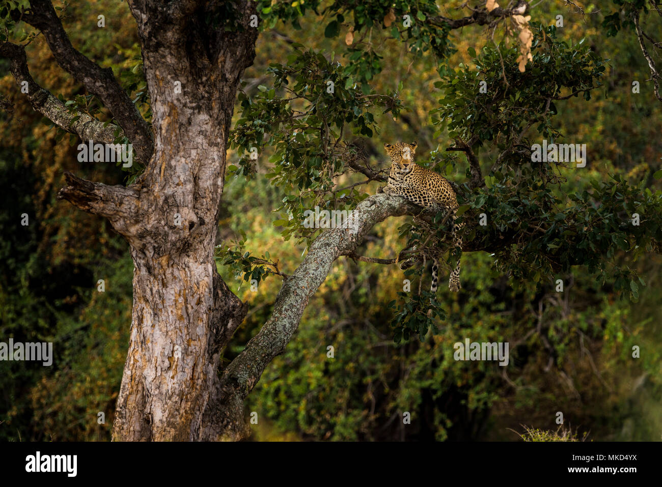 Leopard (Panthera Pardus) in a tree, Kruger, South Africa Stock Photo ...