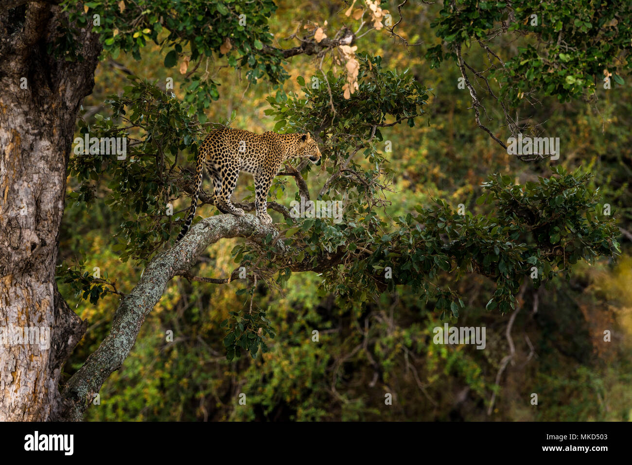 Leopard (Panthera Pardus) in a tree, Kruger, South Africa Stock Photo ...