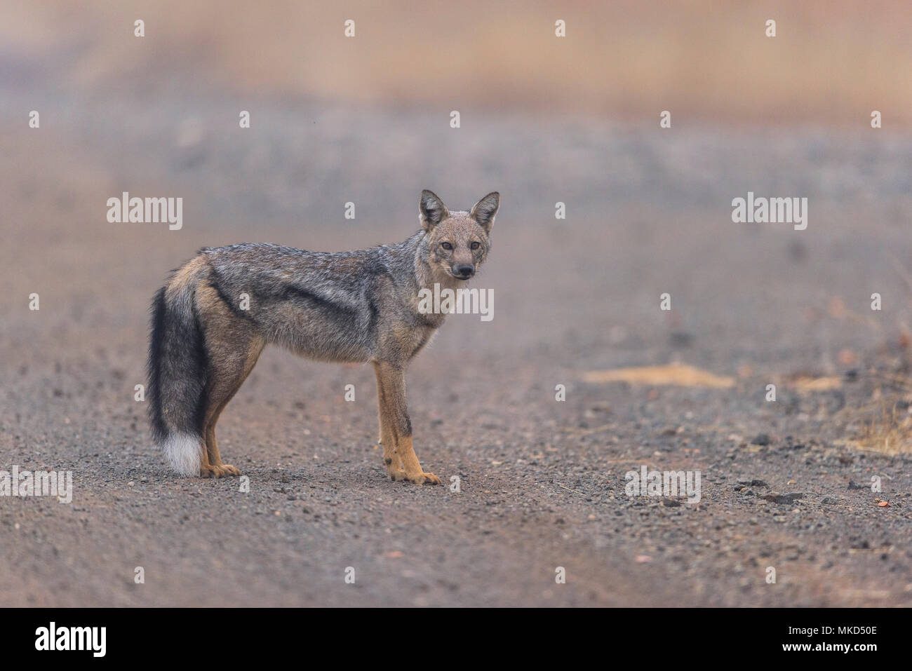 Side-striped jackal (Canis adustus), Kruger, South Africa Stock Photo ...