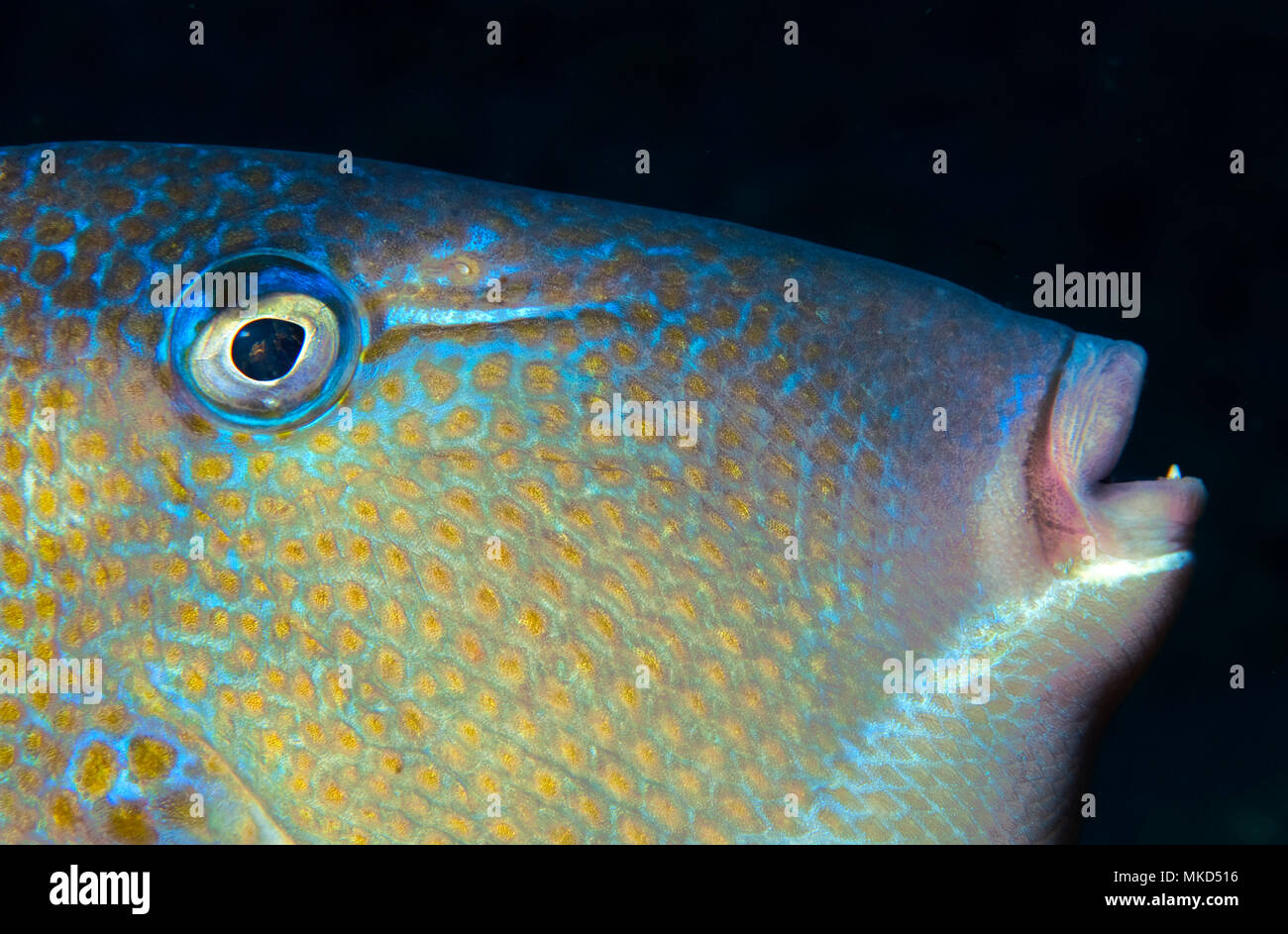 Detail of the mouth of Grey triggerfish (Balistes capriscus), Tenerife ...