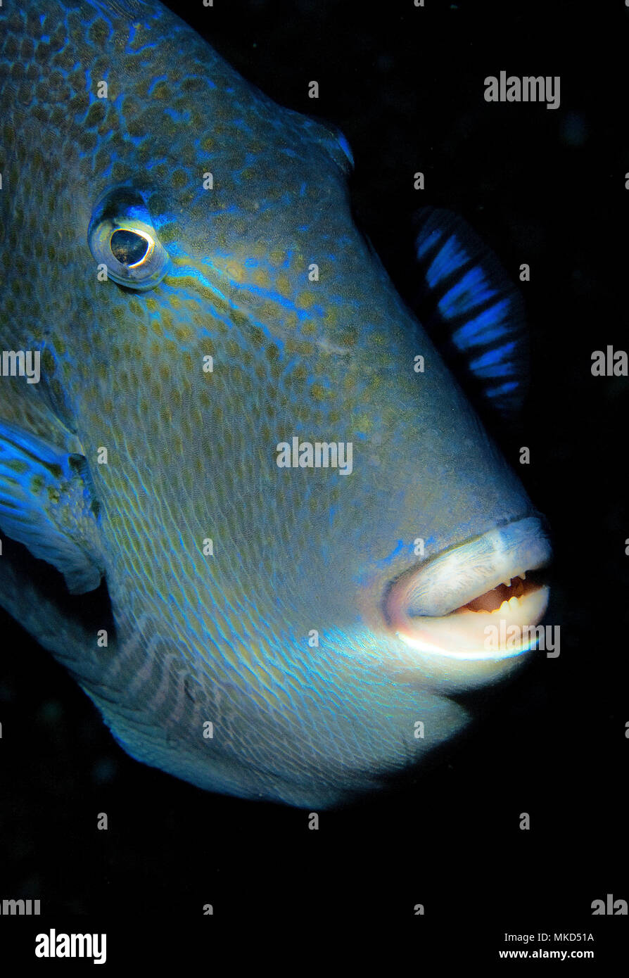 Detail of the mouth of Grey triggerfish (Balistes capriscus), Tenerife ...