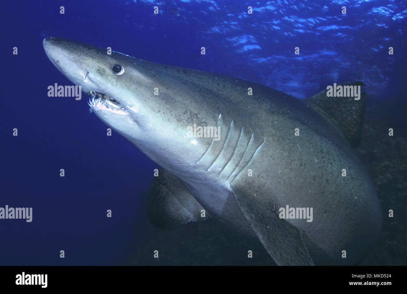 Ragged tooth shark odontaspis ferox hi-res stock photography and images ...