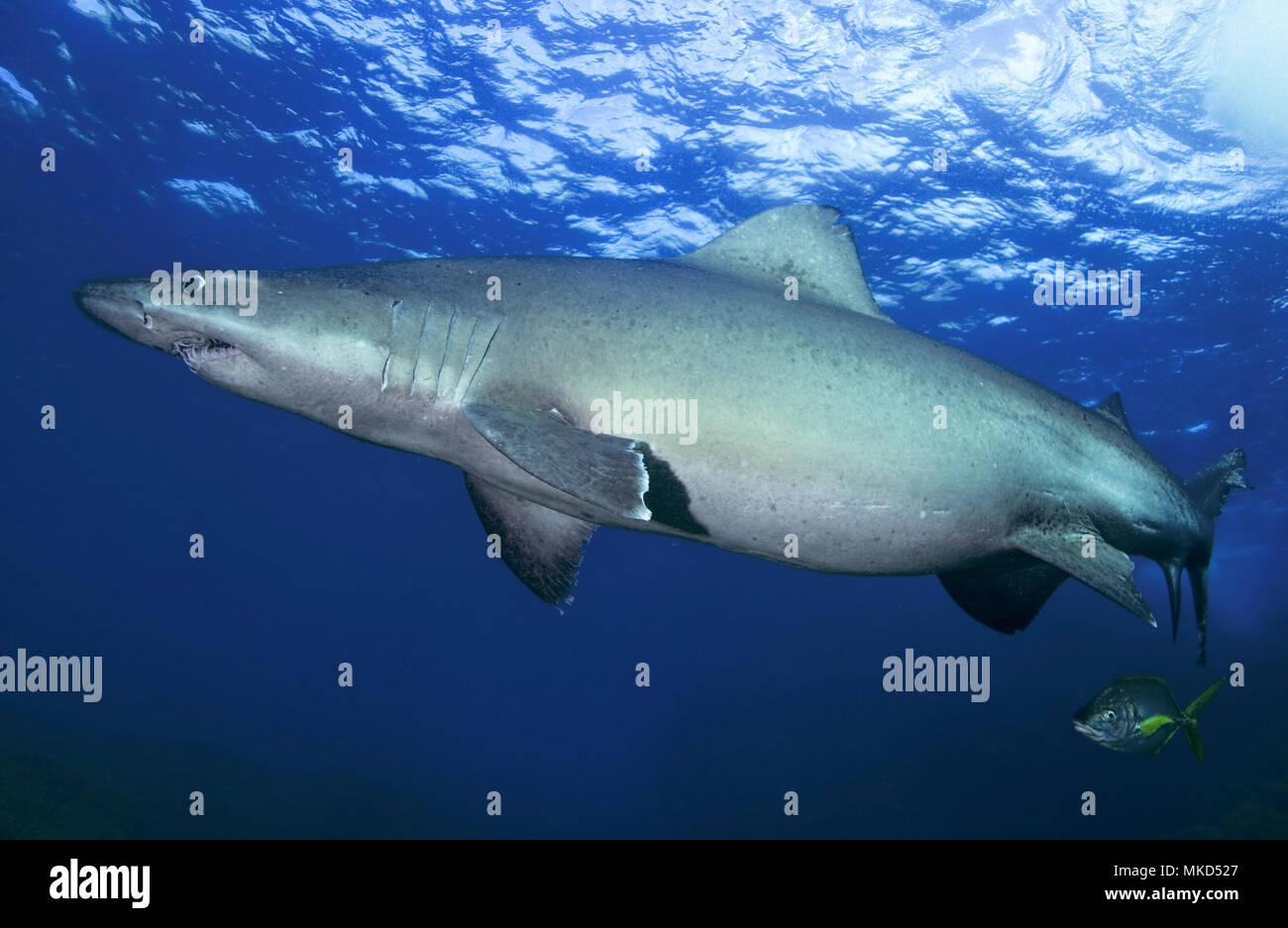 Smalltooth sand tiger hi-res stock photography and images - Alamy