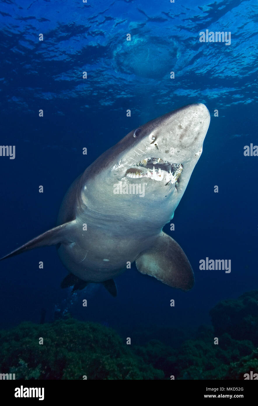 Smalltooth sand tiger hi-res stock photography and images - Alamy