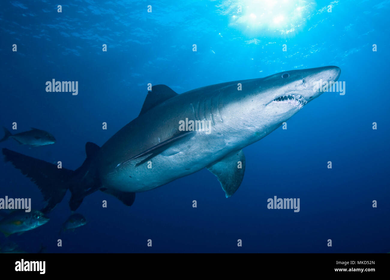 Smalltooth sand tiger or Bumpytail ragged-tooth (Odontaspis ferox ...