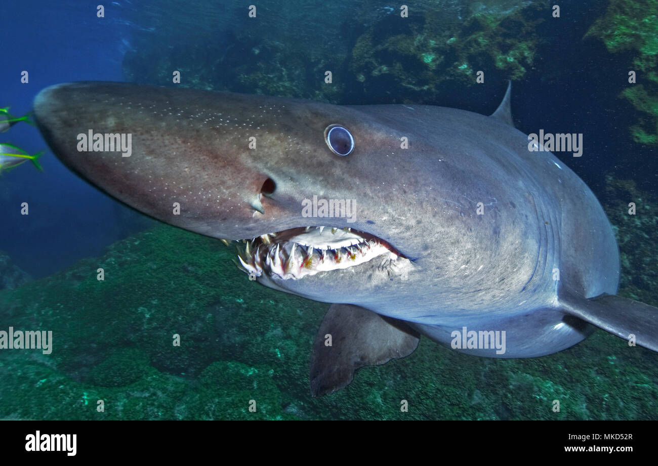 Ragged tooth shark odontaspis ferox hi-res stock photography and images ...