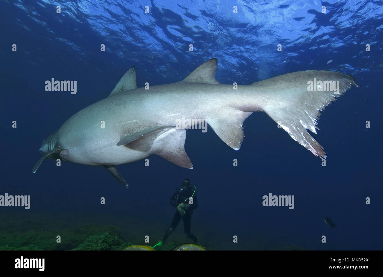 Bumpytail ragged tooth hi-res stock photography and images - Alamy