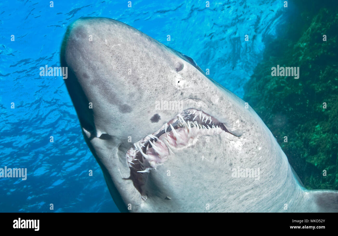 Bumpytail ragged tooth hi-res stock photography and images - Alamy