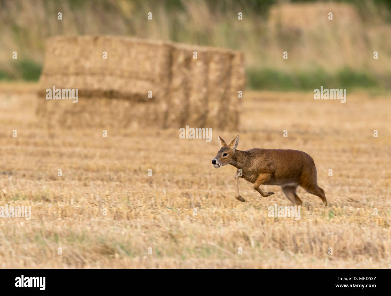 Inermis High Resolution Stock Photography and Images - Alamy