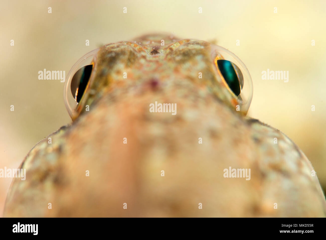 Rock goby (Gobius paganellus) portrait, Around the Island of Oleron ...