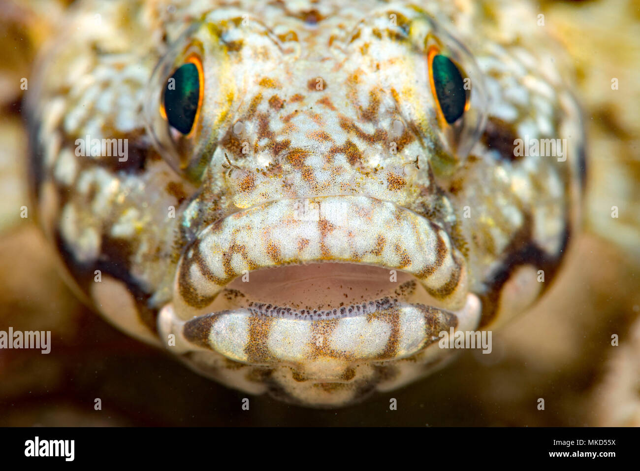 Rock goby (Gobius paganellus) portrait, Around the Island of Oleron ...