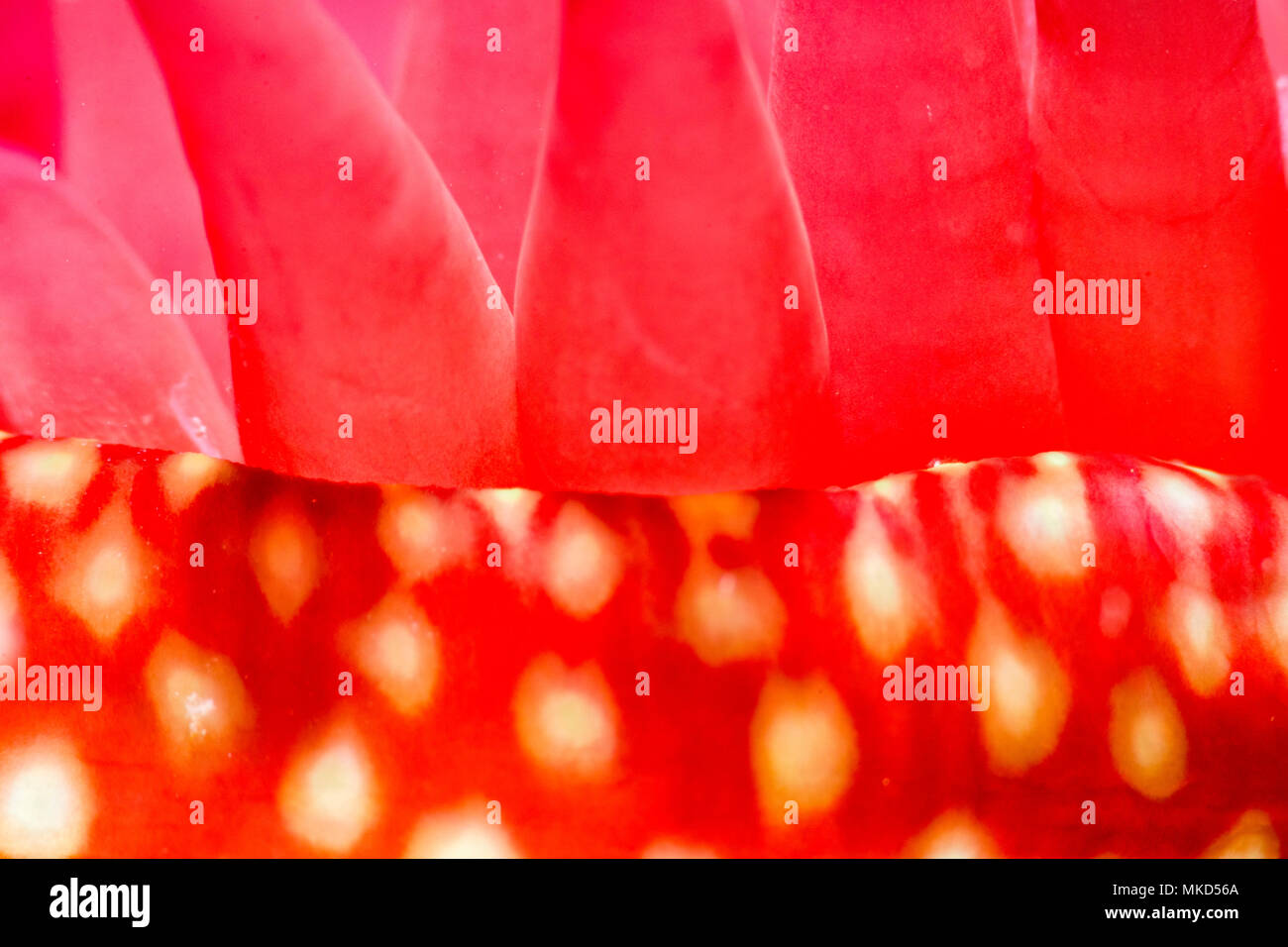 Strawberry anemone (Actinia fragacea) detail, Around the Island of ...