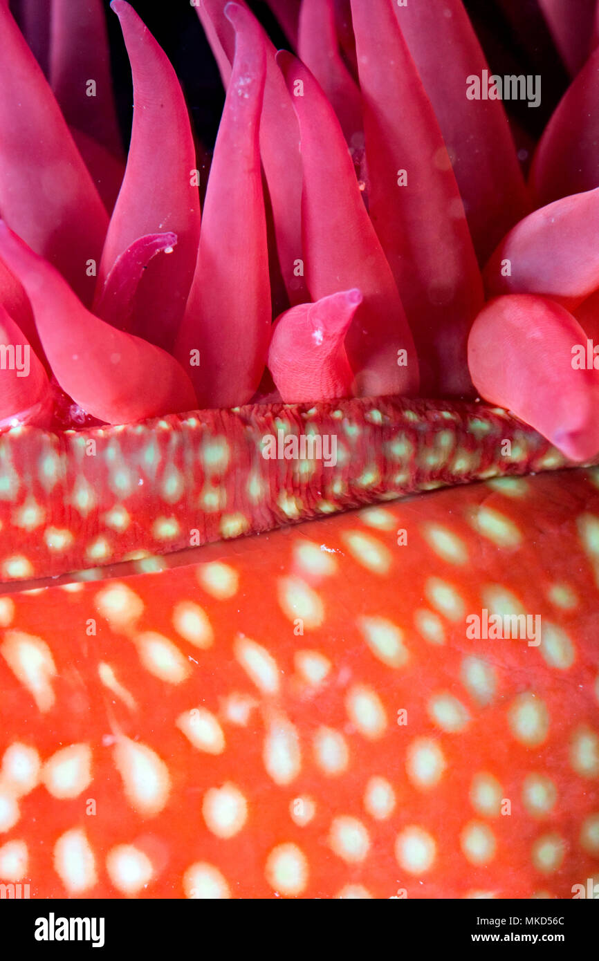 Strawberry anemone (Actinia fragacea) detail, Around the Island of ...