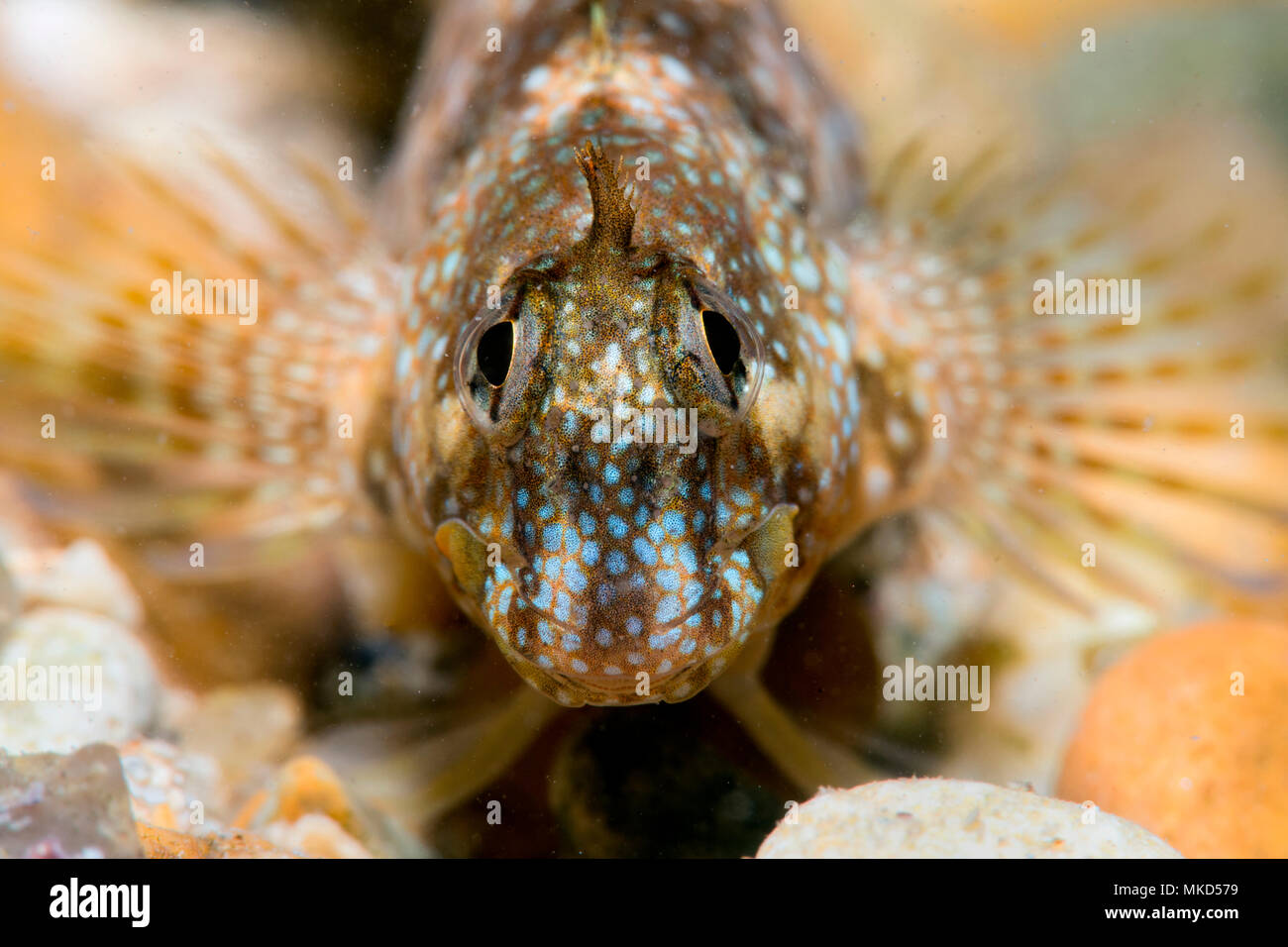Blenny (Blenniidae sp) portrait, Around the Island of Oleron, Atlantic ...