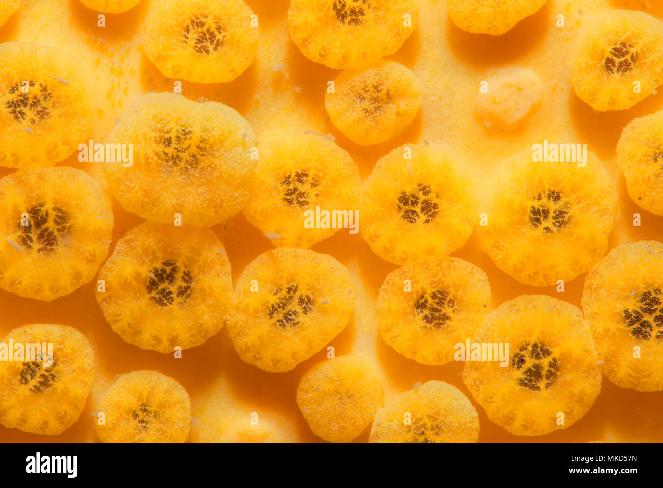 Yellow Boring Sponge (Cliona celata) detail, Around the Island of ...