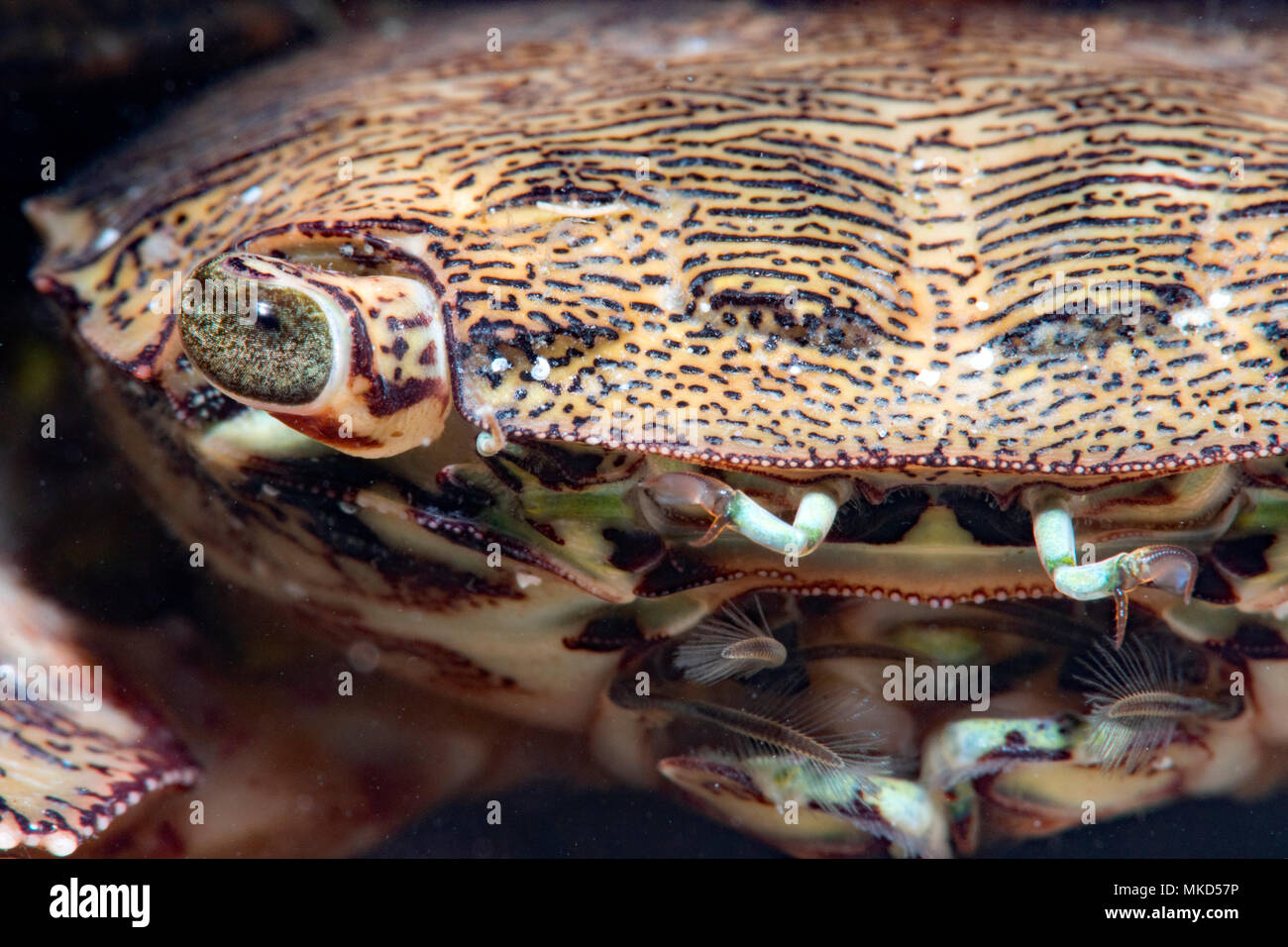 Marbled rock Crab (Pachygrapsus marmoratus) detail, Around the Island ...