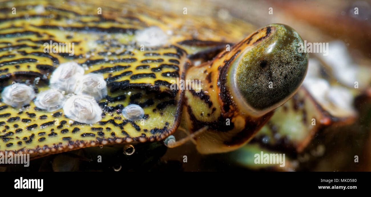 Marbled rock Crab (Pachygrapsus marmoratus) detail, Around the Island ...