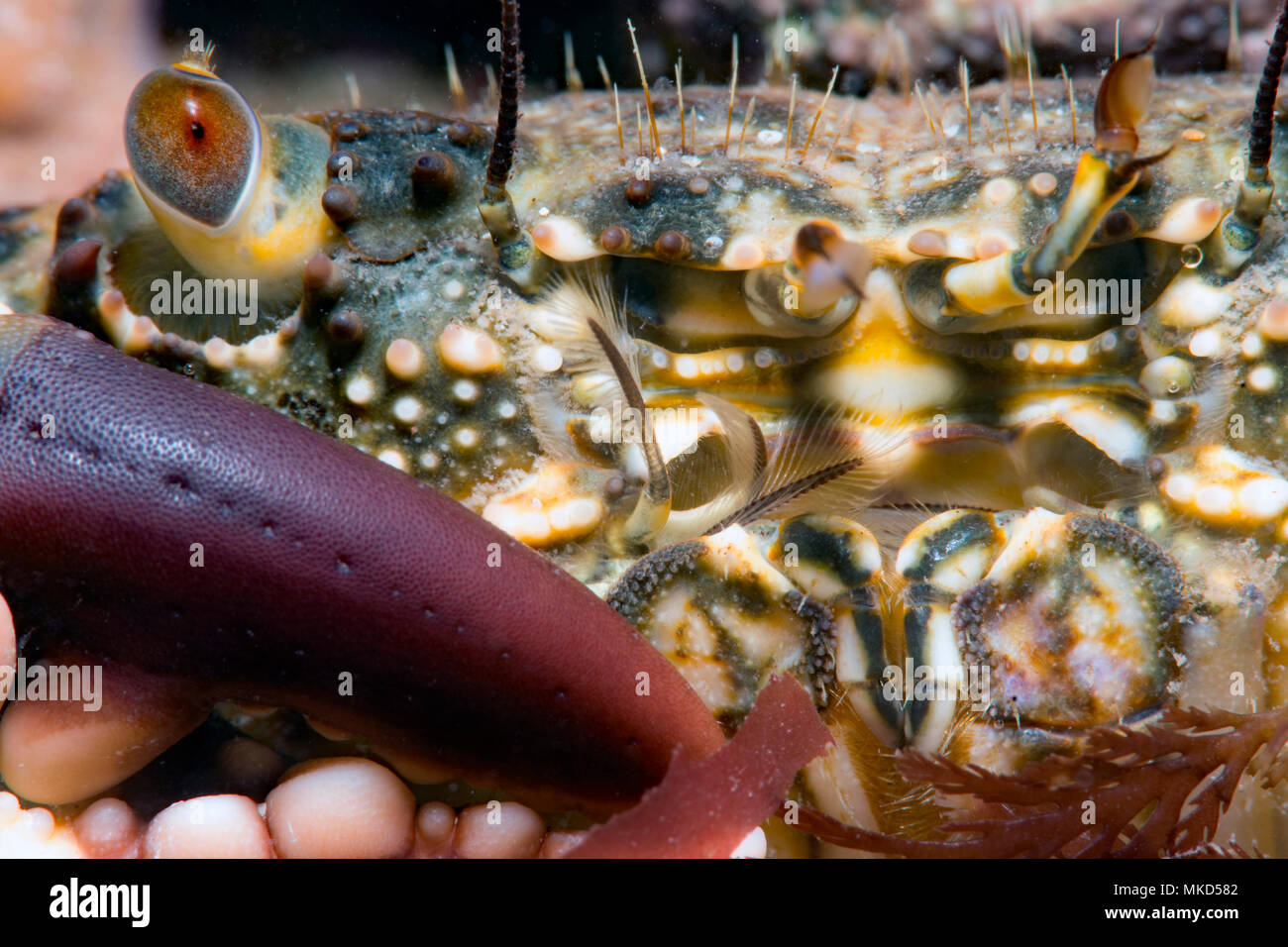 Xanthidae High Resolution Stock Photography and Images - Alamy