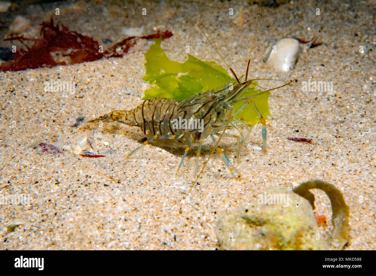 Rockpool prawn (Palaemon elegans) on sandy bottom, Around the Island of ...