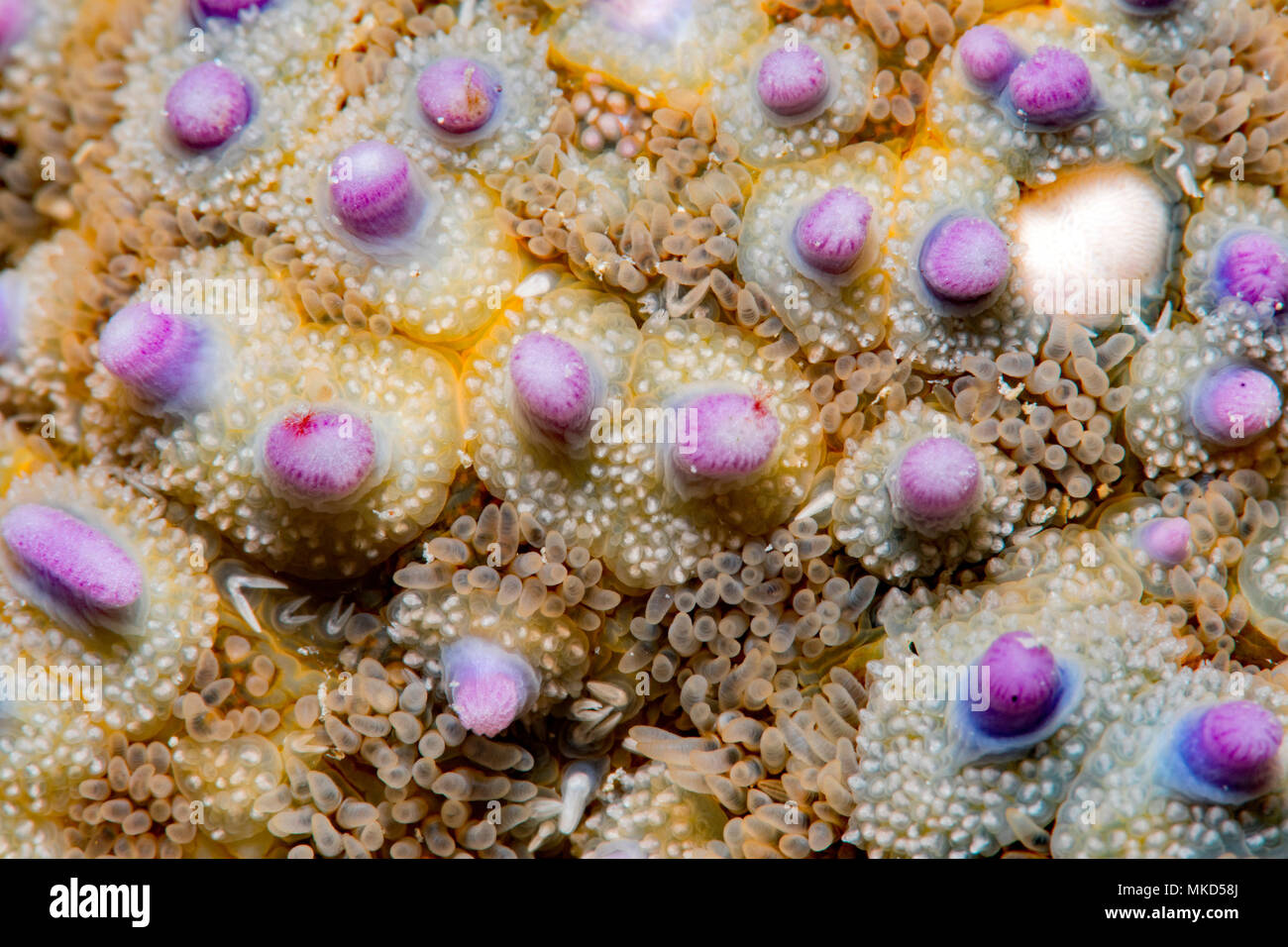 Common starfish (Asterias rubens) detail, Around the Island of Oleron ...