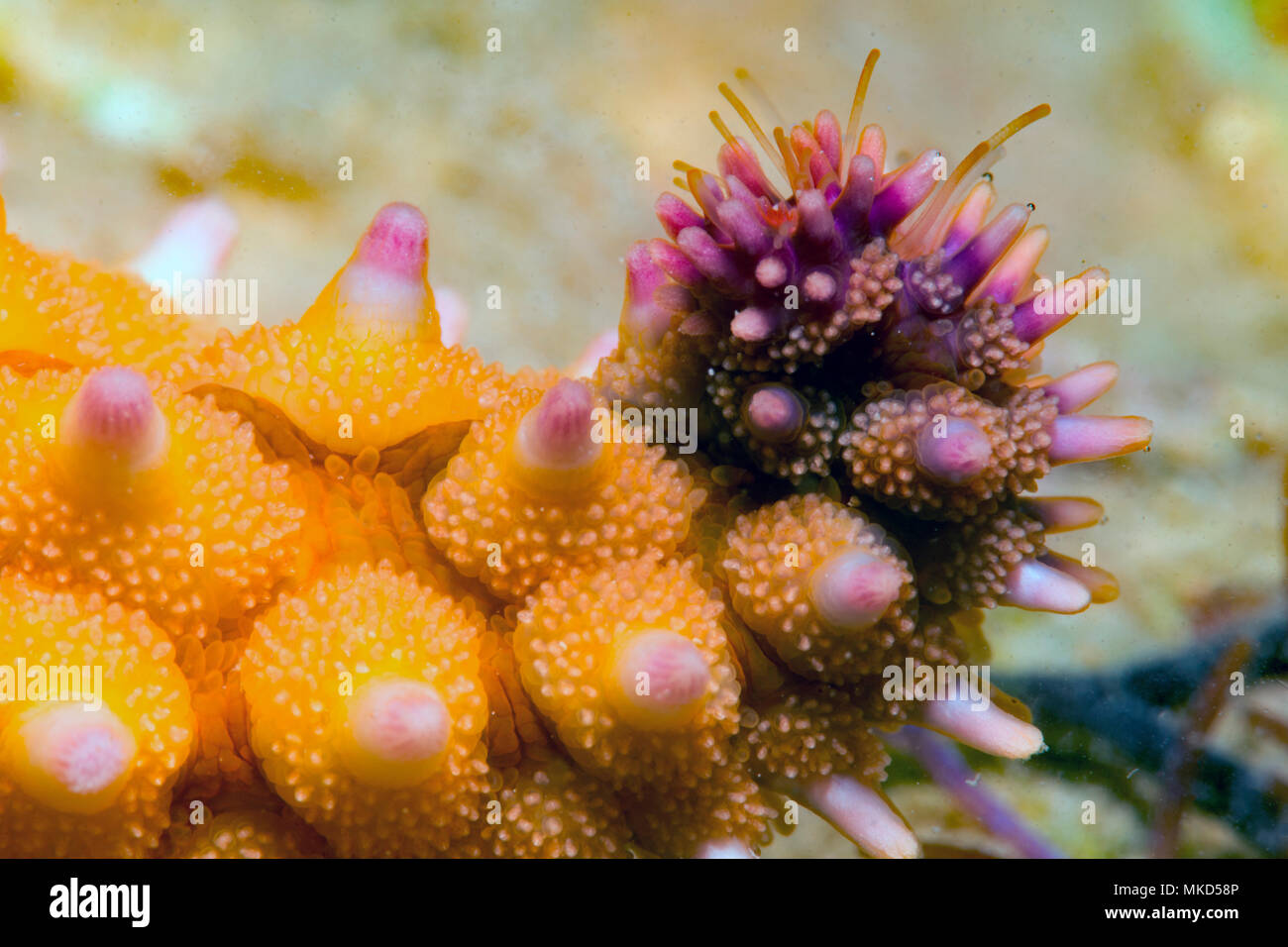 Common starfish (Asterias rubens) detail, Around the Island of Oleron ...