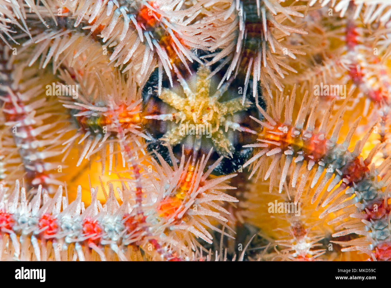 Ophiothrix sp hi-res stock photography and images - Alamy