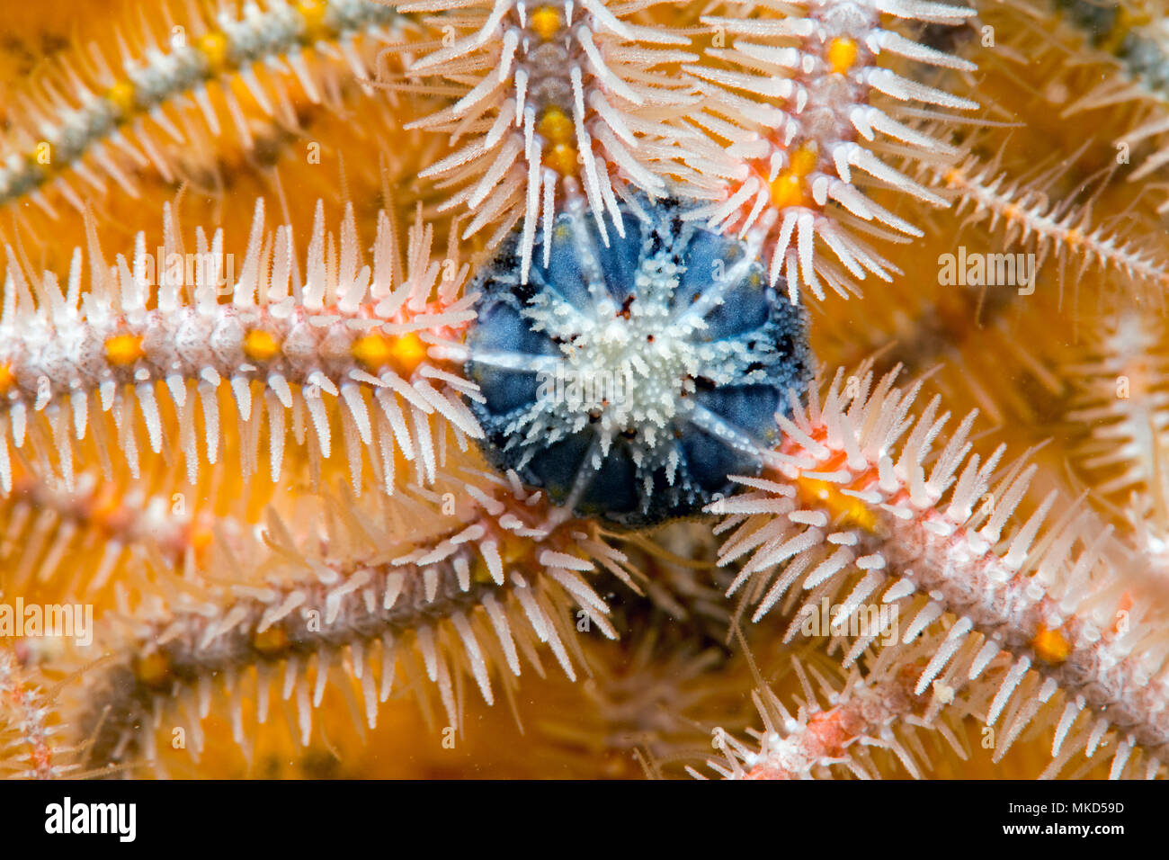 Common brittle-star (Ophiothrix fragilis) detail, Around the Island of ...