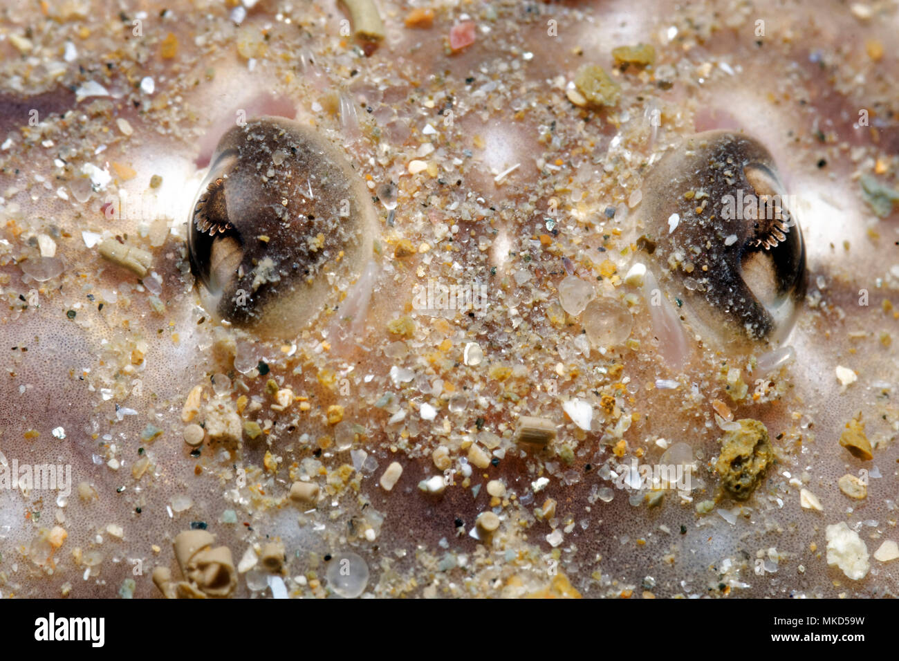 Undulate ray (Raja undulata) detail of a juvenile ray, Around the ...
