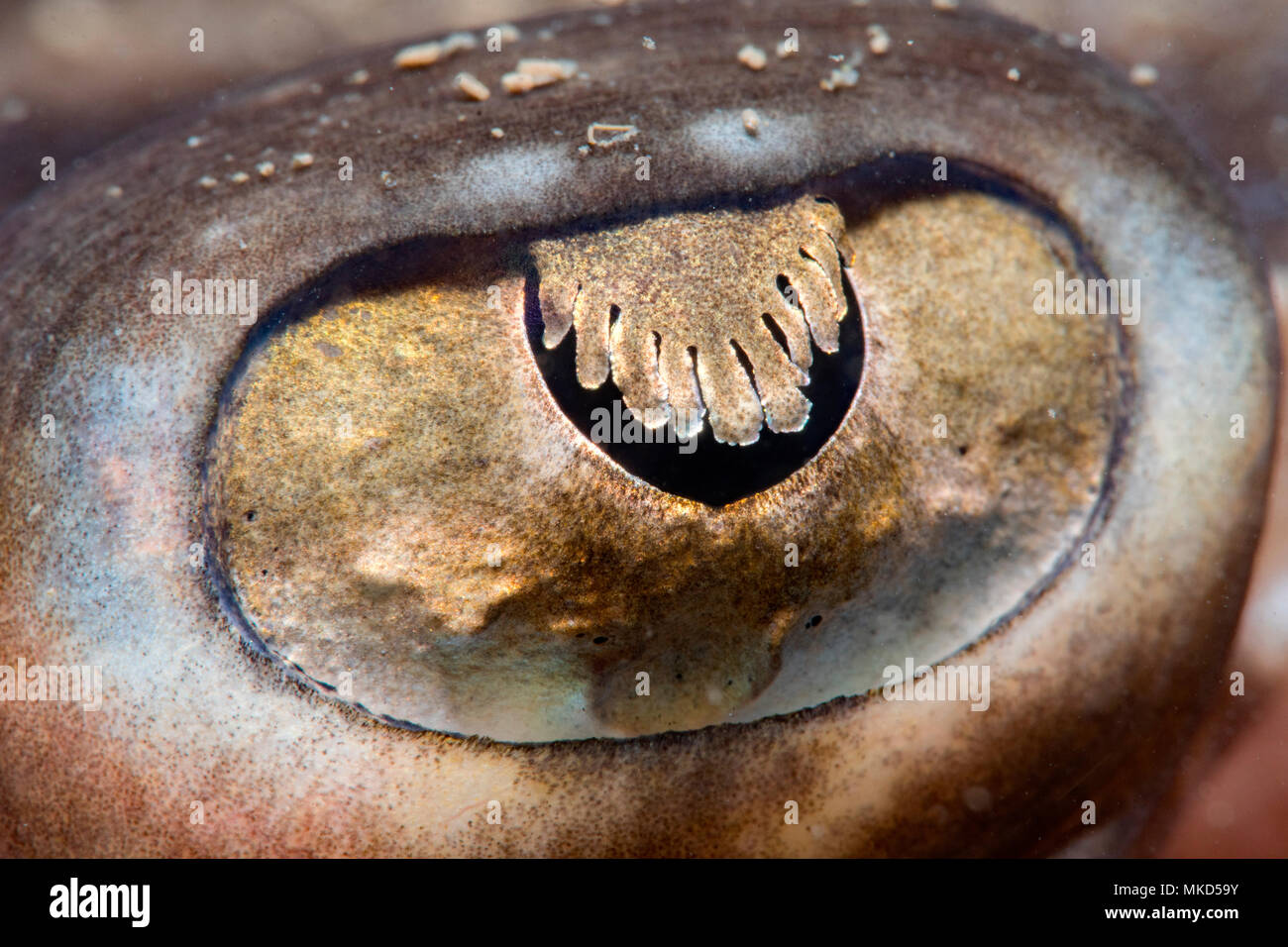 Undulate ray (Raja undulata) eye of an adult ray, Around the Island of ...