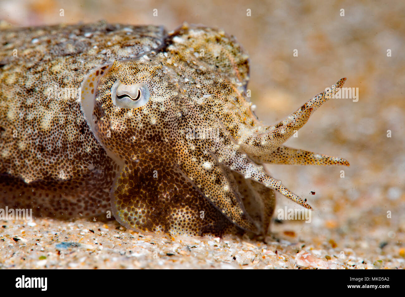 Common cuttlefish (Sepia officinalis) juvenile in defensive position ...