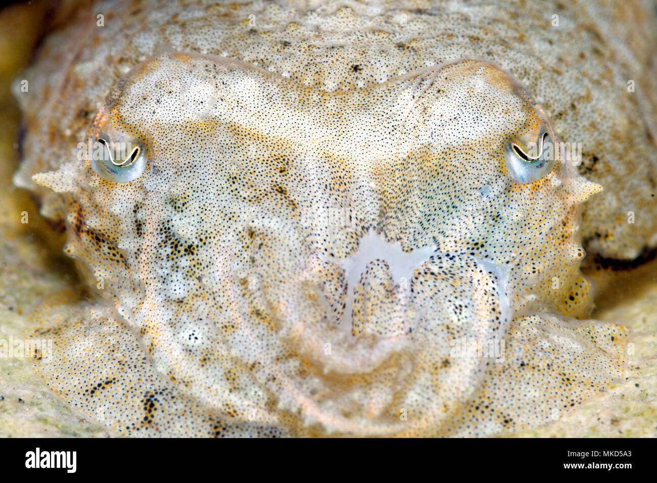 Common cuttlefish (Sepia officinalis) portrait of juvenile, Around the ...