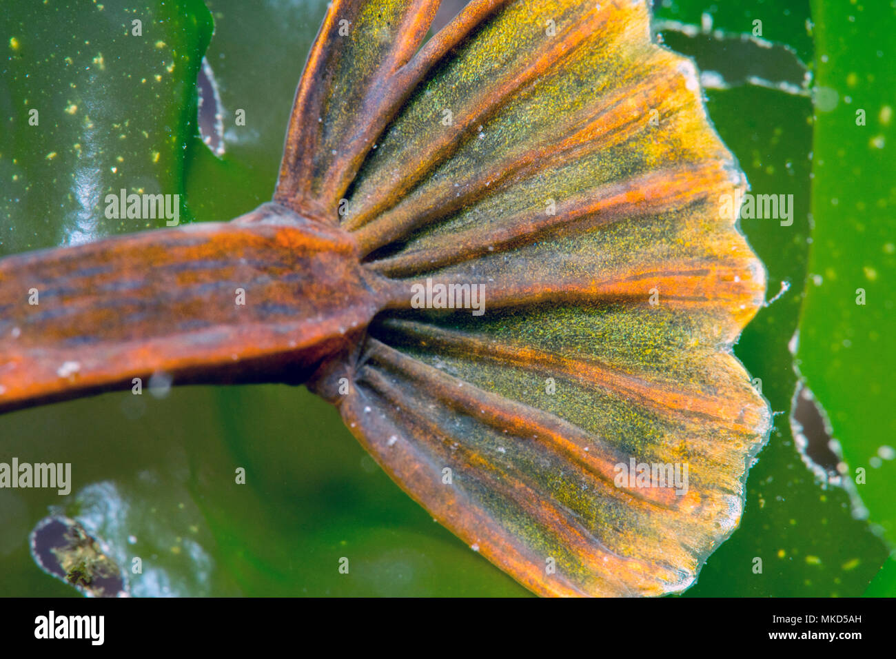 Greater Pipefish (Syngnathus acus), detail of caudal fin, Around the ...