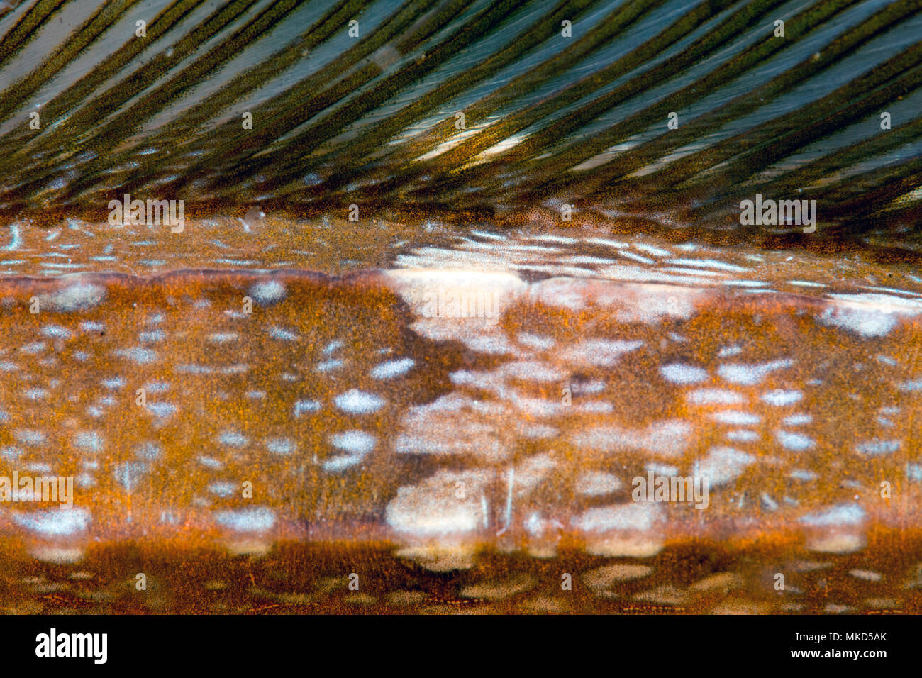 Greater Pipefish (Syngnathus acus), detail of dorsal fin and body ...