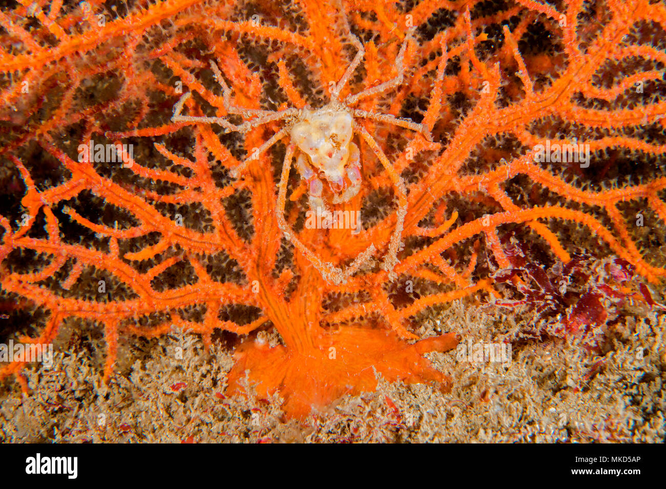 Spider crab (Inachus phalangium) on Sea Fan, Around the Island of ...